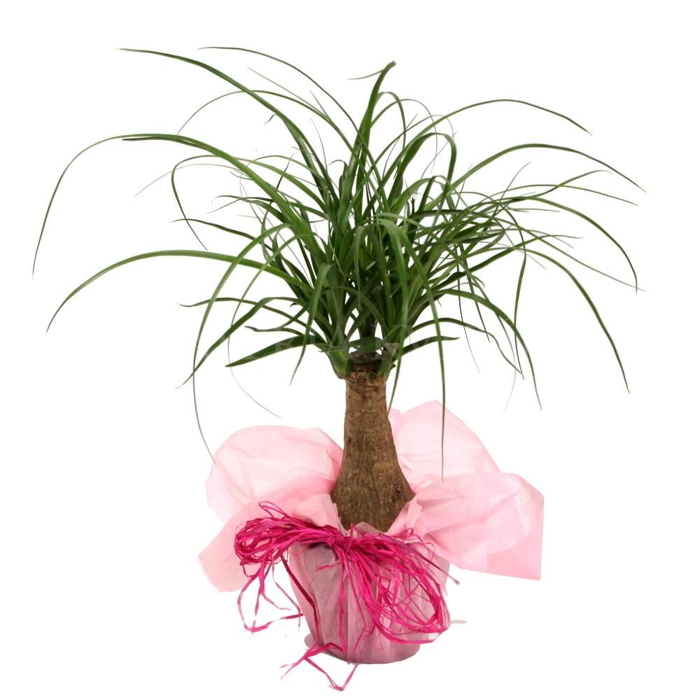 Nolina - Slonia noha | Galéria kvetín